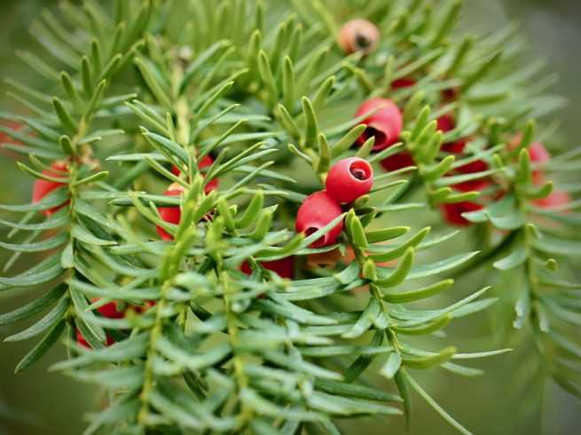 Conocer el potencial evolutivo para conservar y gestionar: el ejemplo ...