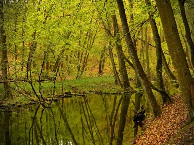 Descubriendo los servicios ecosistémicos de la vegetación de ribera ...