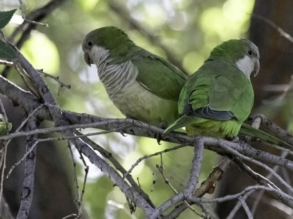 ¿Qué es una especie alóctona? - Biodiversidad. Los enlaces de la vida