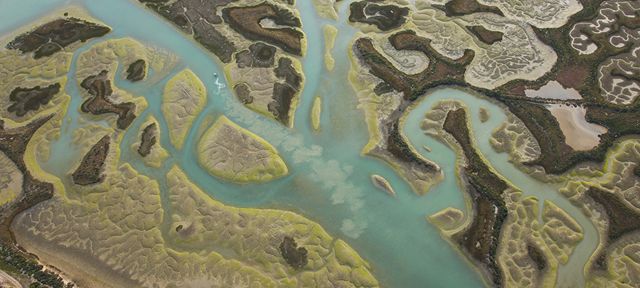 Analizan durante tres décadas el proceso de formación de las marismas ...