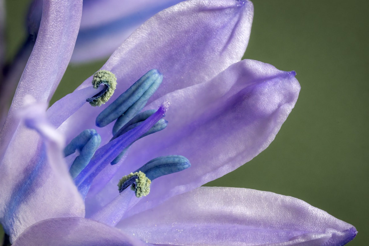 Descubren cómo se forman los estigmas de las flores - Biodiversidad ...