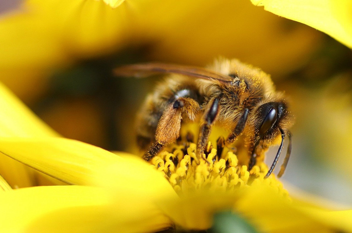 Descubren una nueva especie de abeja en Doñana - Biodiversidad. Los ...