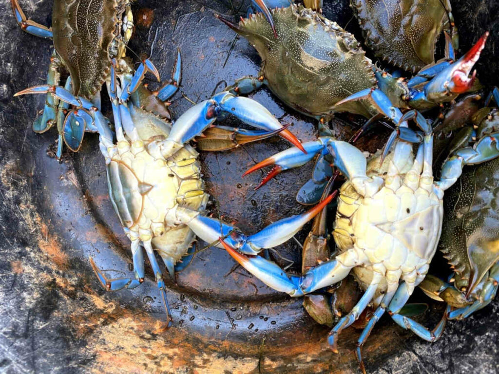 La jaiba azul demuestra su potencial invasor en el Delta del Ebro ...