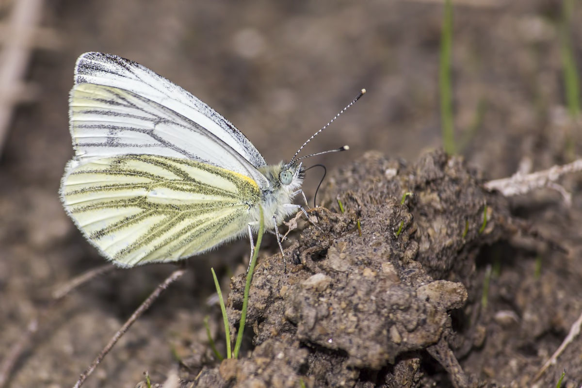 Los microclimas actúan como refugios climáticos y protegen la ...