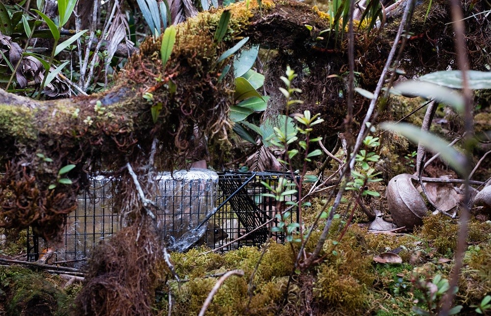 La tupaya de montaña, un pequeño mamífero que rompe reglas ecológicas ...