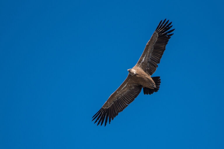 ¿Qué es una corriente térmica y cómo la aprovechan las aves ...