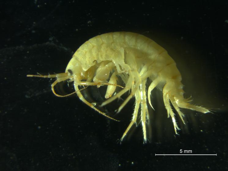 Un pequeño crustáceo como biorremediador en sistemas de acuicultura