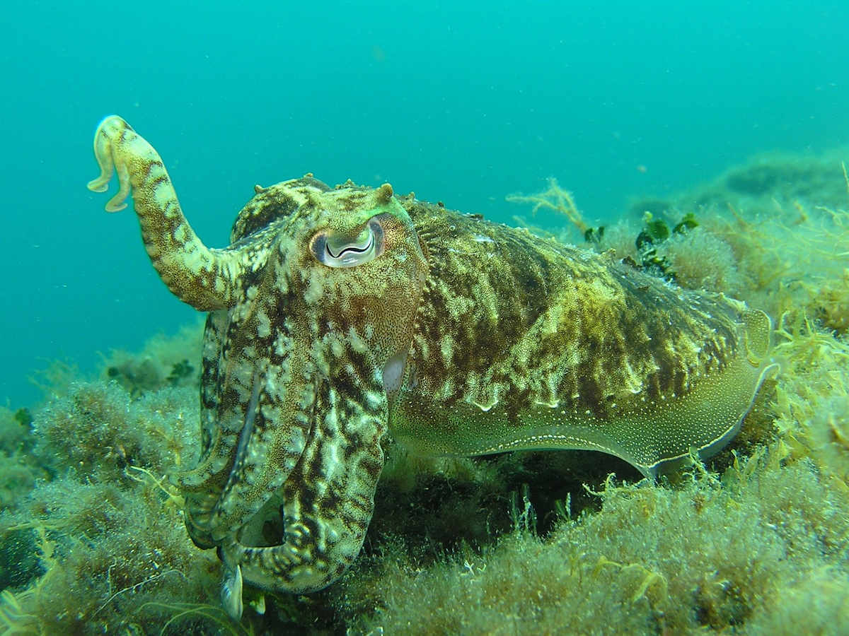 La extraordinaria habilidad de camuflarse de las sepias - Biodiversidad ...