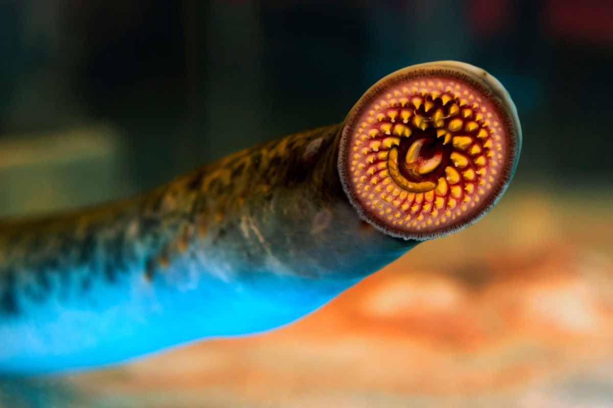 El CABD desvela enigmas epigenéticos de la lamprea, una especie con 500 ...